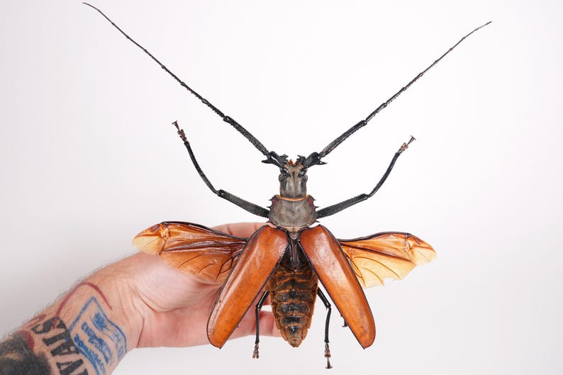 Real Giant Long Horned Beetle Callipogon Armillatus, Unmounted Insect ...