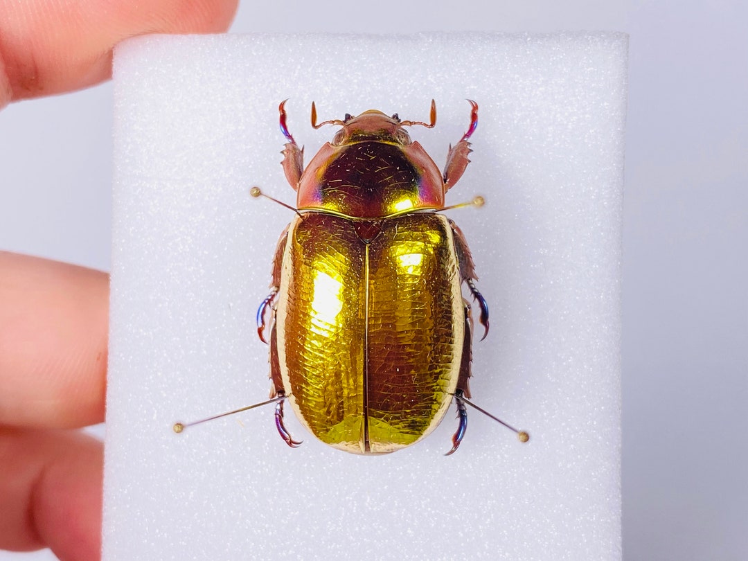 Golden Beetle Chrysina Aurigans Gold Form for Taxidermy Artwork Jewelry ...