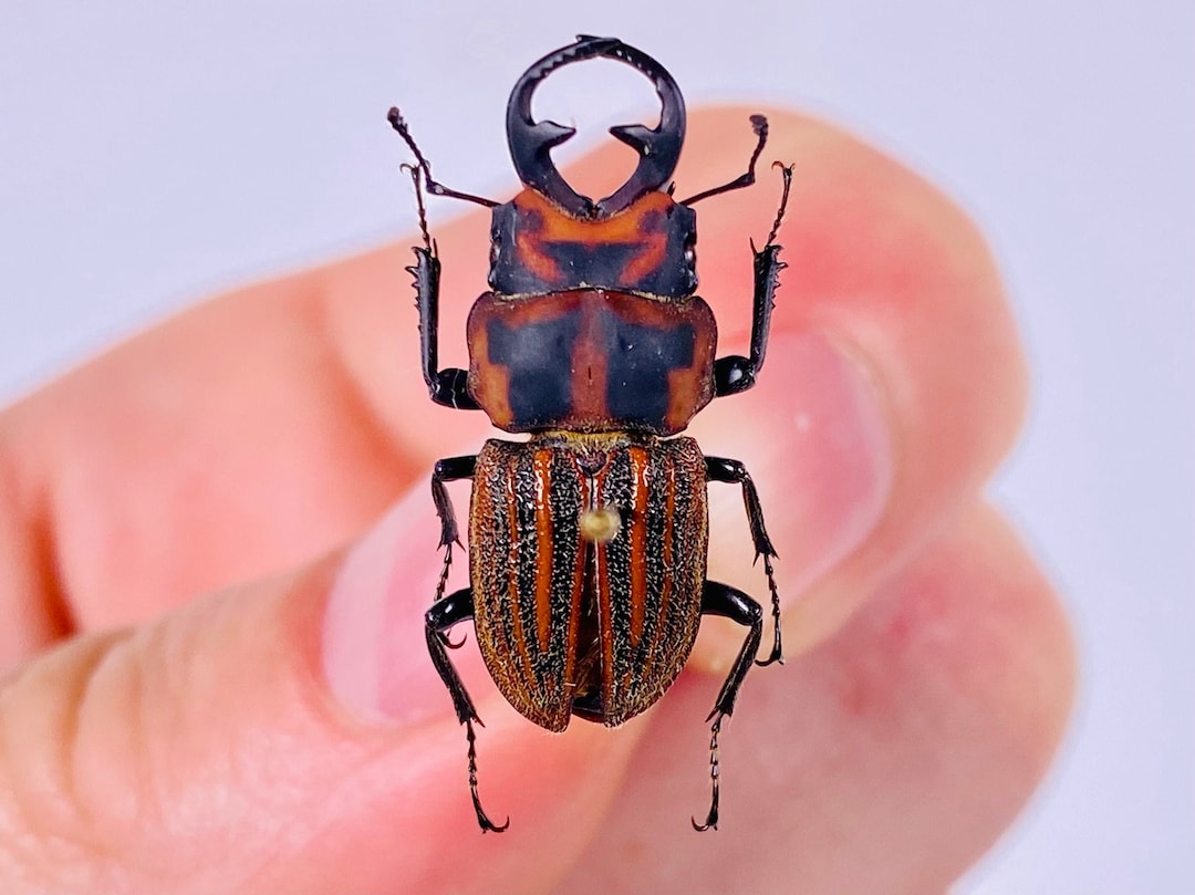 Aegognathus Souli Peru (PE) - Wild Caught - Lucanidae Insect Unmounted ...