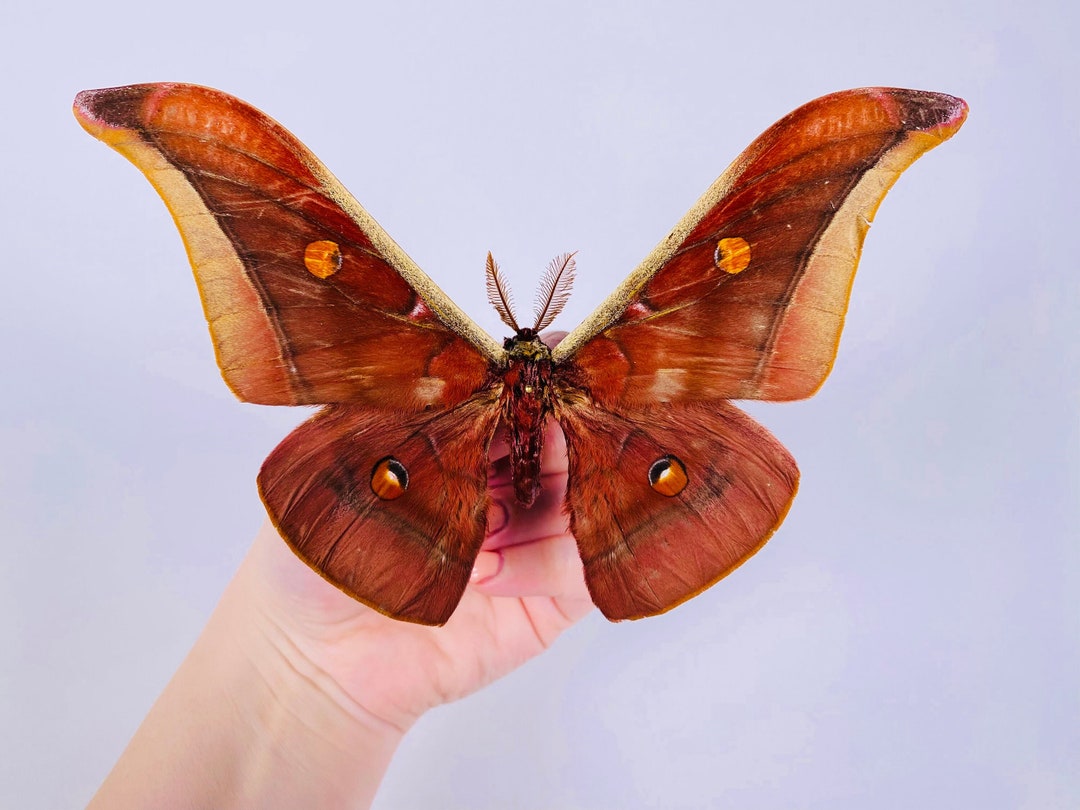 Antheraea Assamensis Thailand (TH) - Wild Caught - Muga Silkworm Moth ...