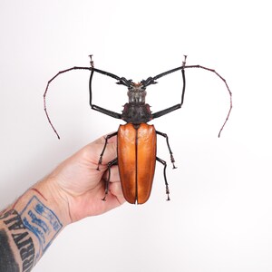 Real Giant Long Horned Beetle Callipogon Armillatus, Unmounted Insect ...