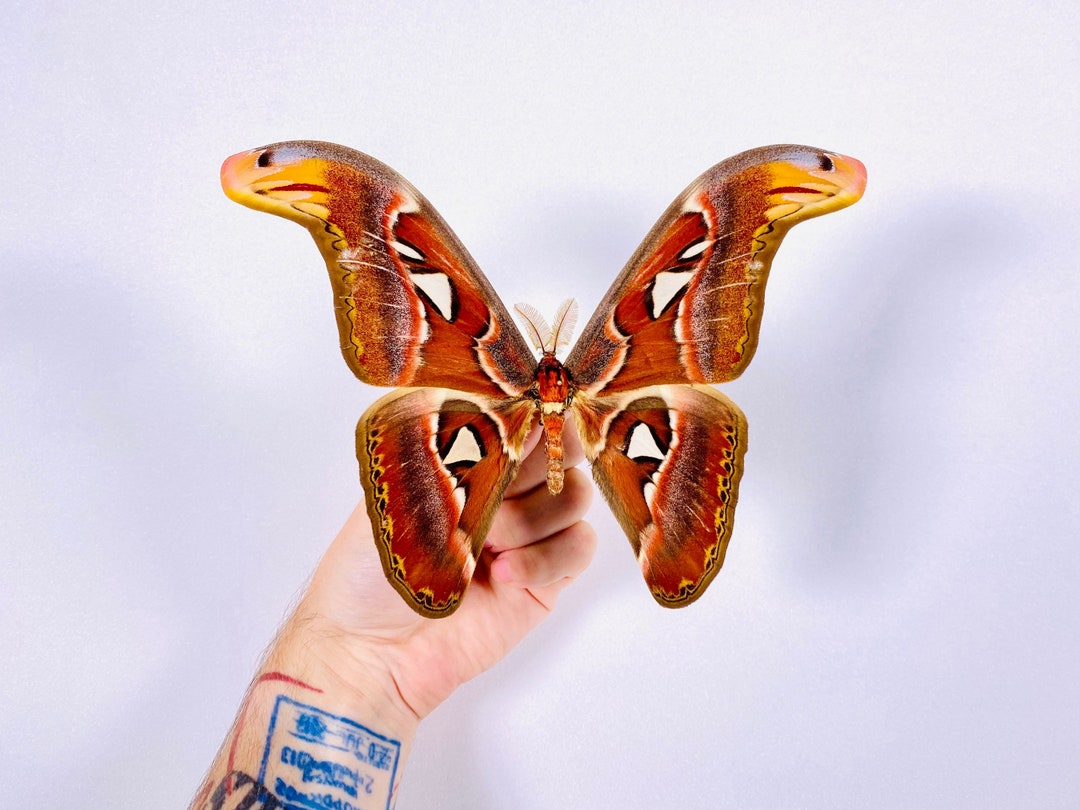 Attacus Atlas Mâle Cobra Moth Pour Les œuvres Dart Dinsectes, La ...