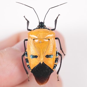 The Real Elvis Presley Bug Catacanthus Incarnatus, Unmounted Insect Red ...
