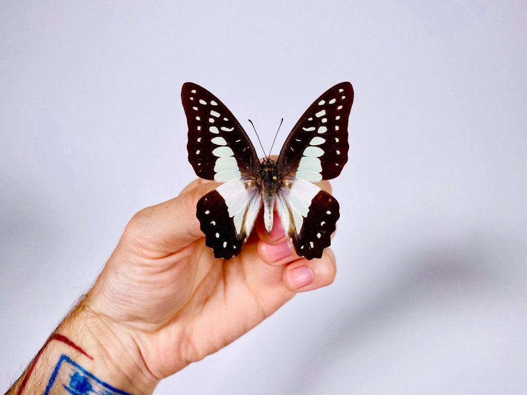 Graphium Doson Real Butterfly Unmounted for Artwork Taxidermy Art Project Insect Collection - Etsy