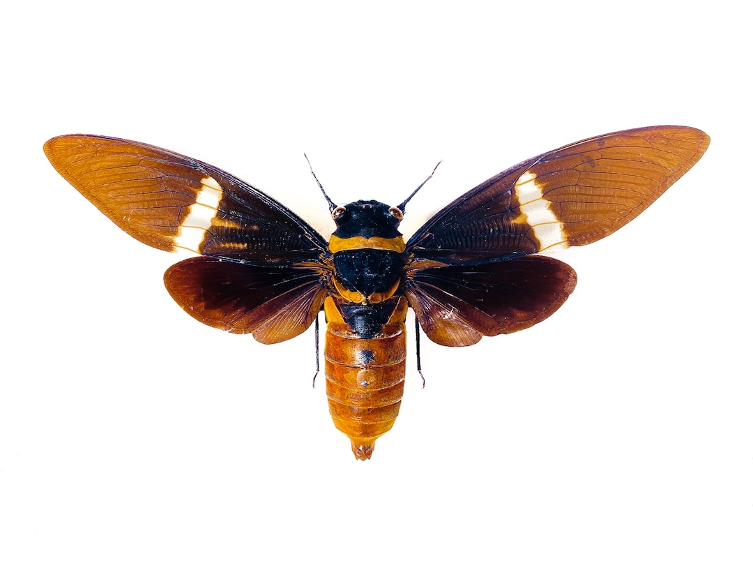 Tosena Albata Thailand (TH) - Wild Caught - Black Cicada LARGE, Real ...
