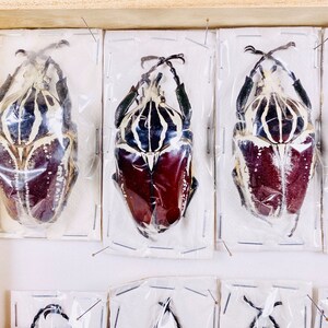 Goliathus Goliatus Rare Specimens by the Unit # 21 to #32 Real Beetle ...