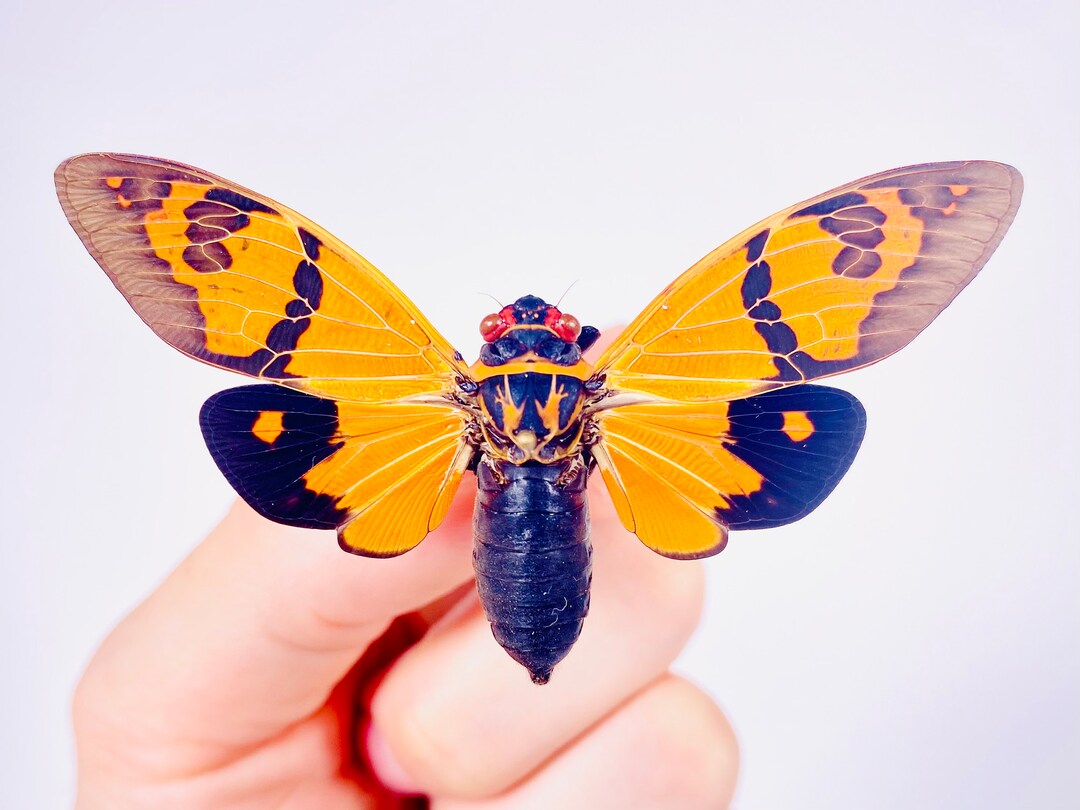 Gaeana Festiva Orange Real Cicada Insect Unmounted for Artwork ...