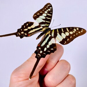 Graphium Policenes Butterfly for Insect Artwork, Butterflies Collection or Taxidermy Project. - Etsy