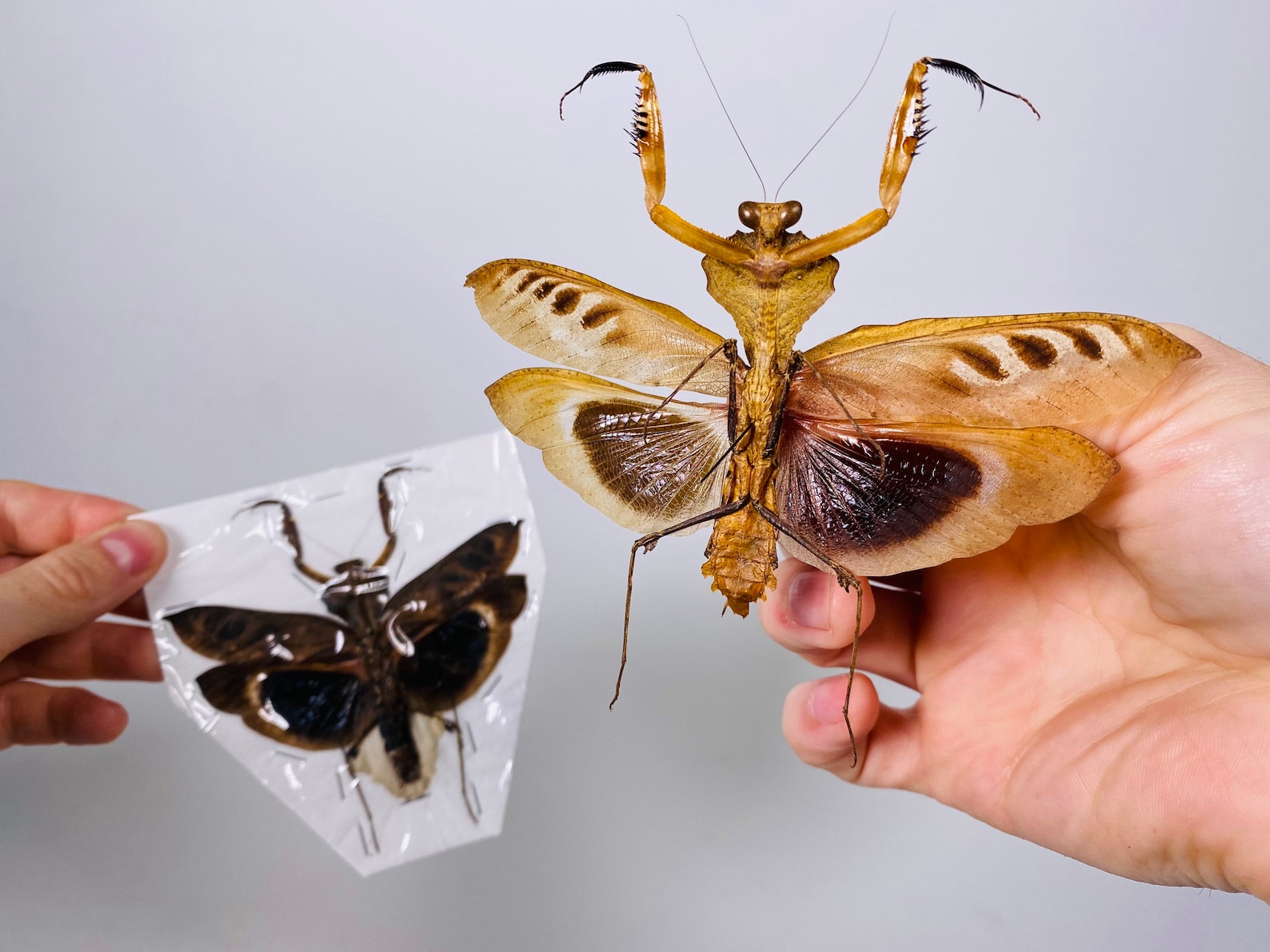 Giant Dead Leaf Mantis for Artwork Spead Deroplatys Desicata - Etsy