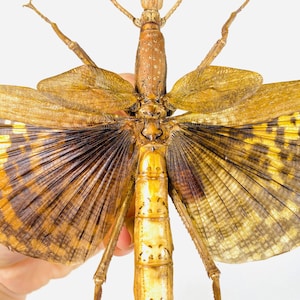 Phasma Gigas New Guinea (PG) - Super Giant Stick Insect Phasm SPREAD ...