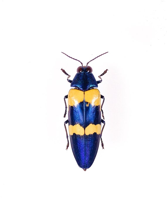 Blue Jewel Beetle