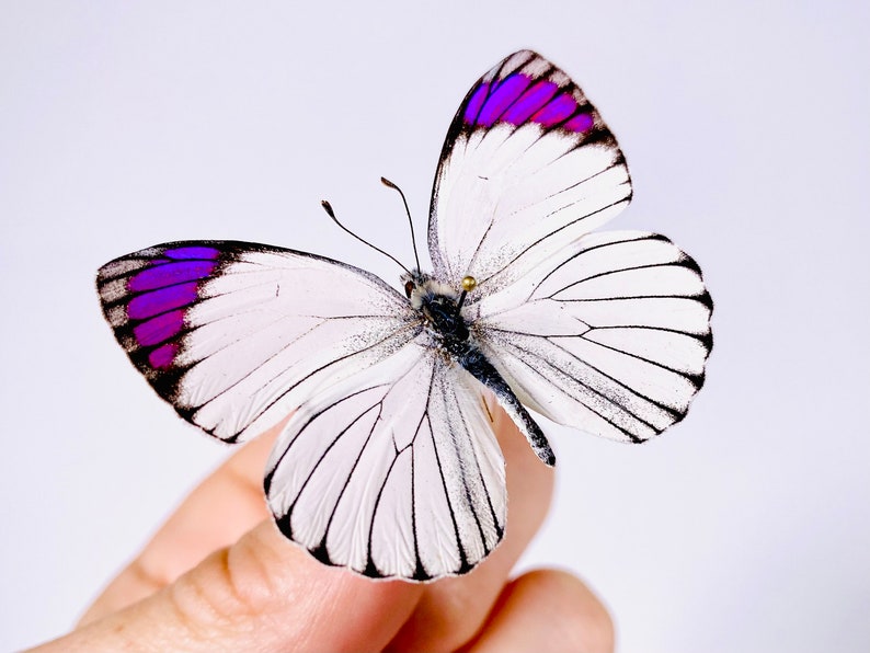 Colotis Ione Real Butterfly Unmounted for Artwork Taxidermy - Etsy
