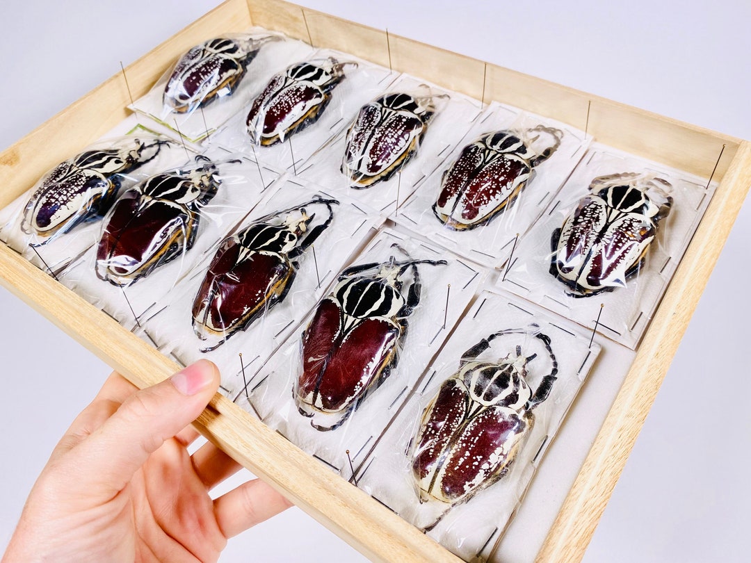 Goliathus Goliatus Rare Specimens by the Unit 11 to 20 Real Beetle ...