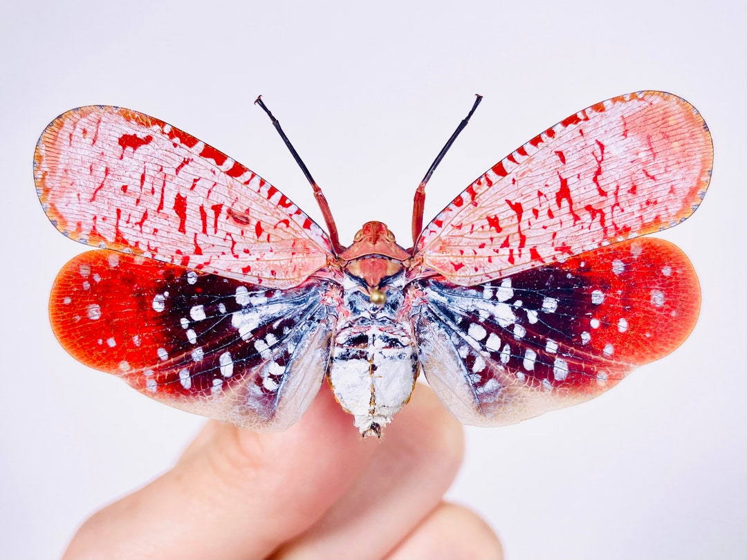 Aphaena Submaculata Thailand (TH) - Wild Caught - Red Asian Planthopper ...