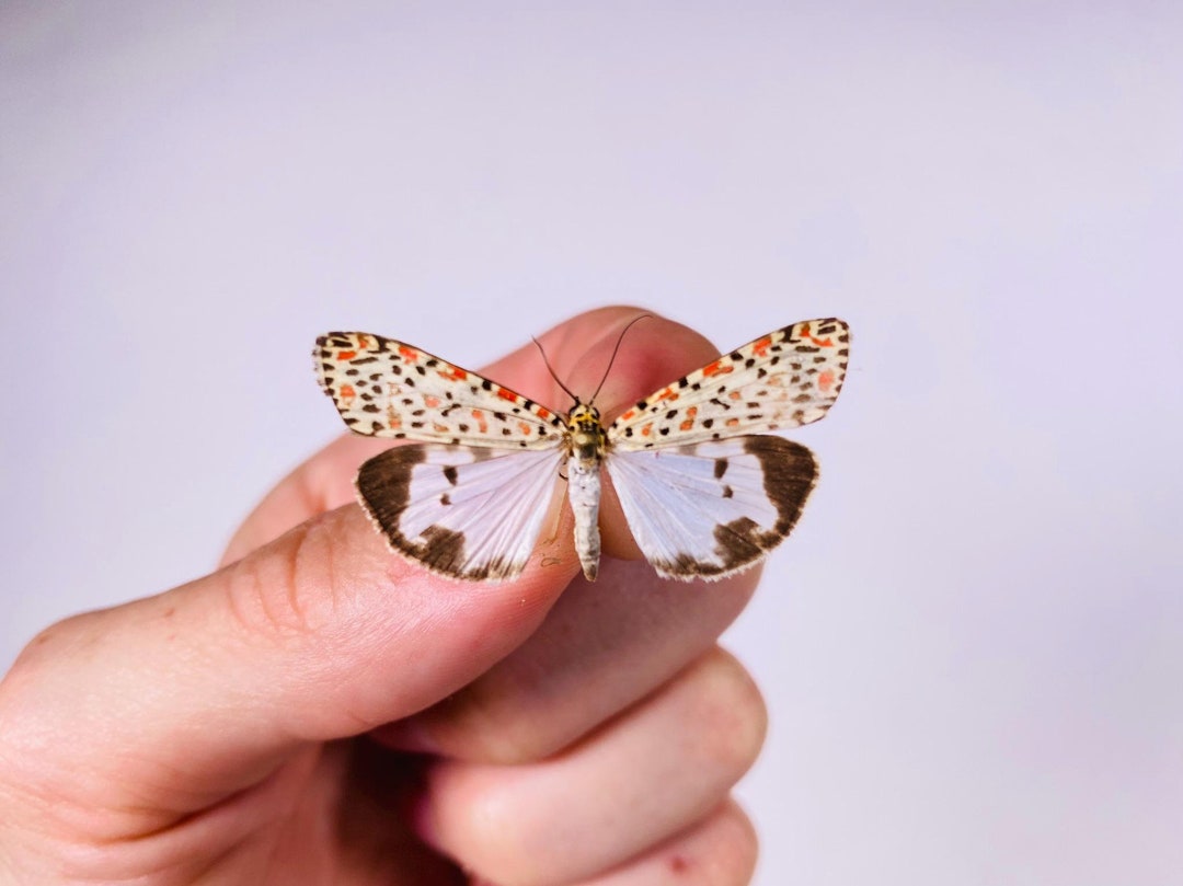 Utetheisa Lotrix, Indonesia - ID, Butterfly Unmounted for Insect ...