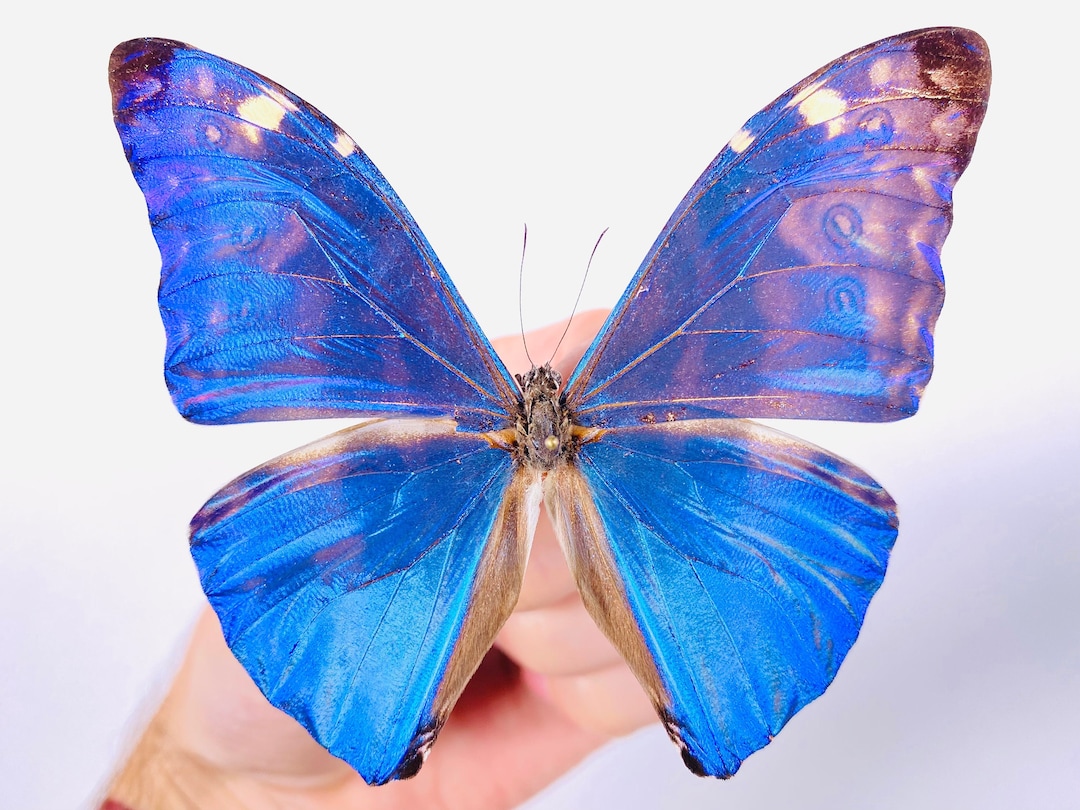 Morpho Adonis Butterfly for Insect Artwork, Butterflies Collection or Taxidermy Project. - Etsy