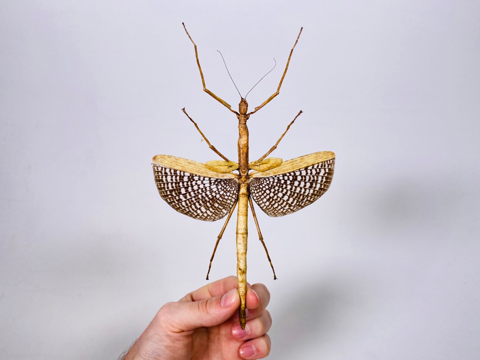 Big Phasm Stick Insect With Wings Anchiale Maculata Unmonted - Etsy