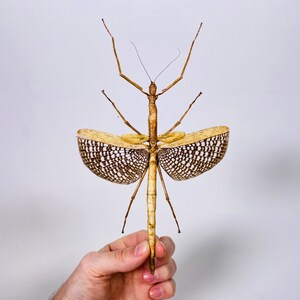 Big Phasm Stick Insect With Wings Anchiale Maculata Unmonted for ...