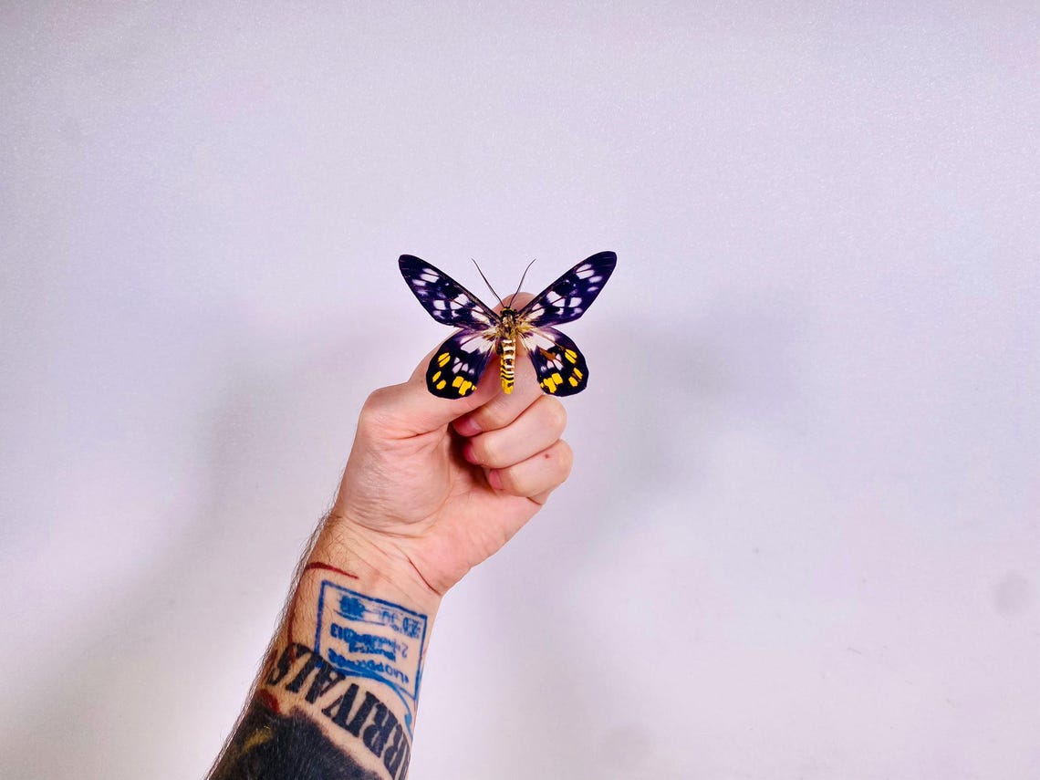 Papillon Dysphania Numana Contracta Non Monté Pour œuvre D'art Sur Les ...