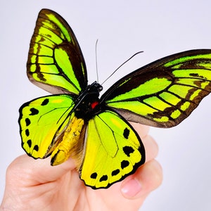 Ornithoptera Priamus Poseidon in Pair Real Birdwing Butterflies ...
