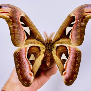 Attacus Atlas Mâle Cobra Moth Pour Les œuvres Dart Dinsectes, La ...