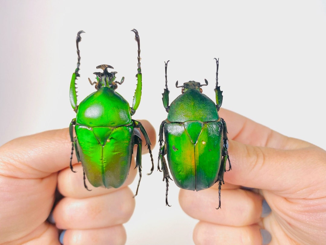 Dicronorhinna Micans Giant Green Flower Beetle Unmonted for Artwork ...