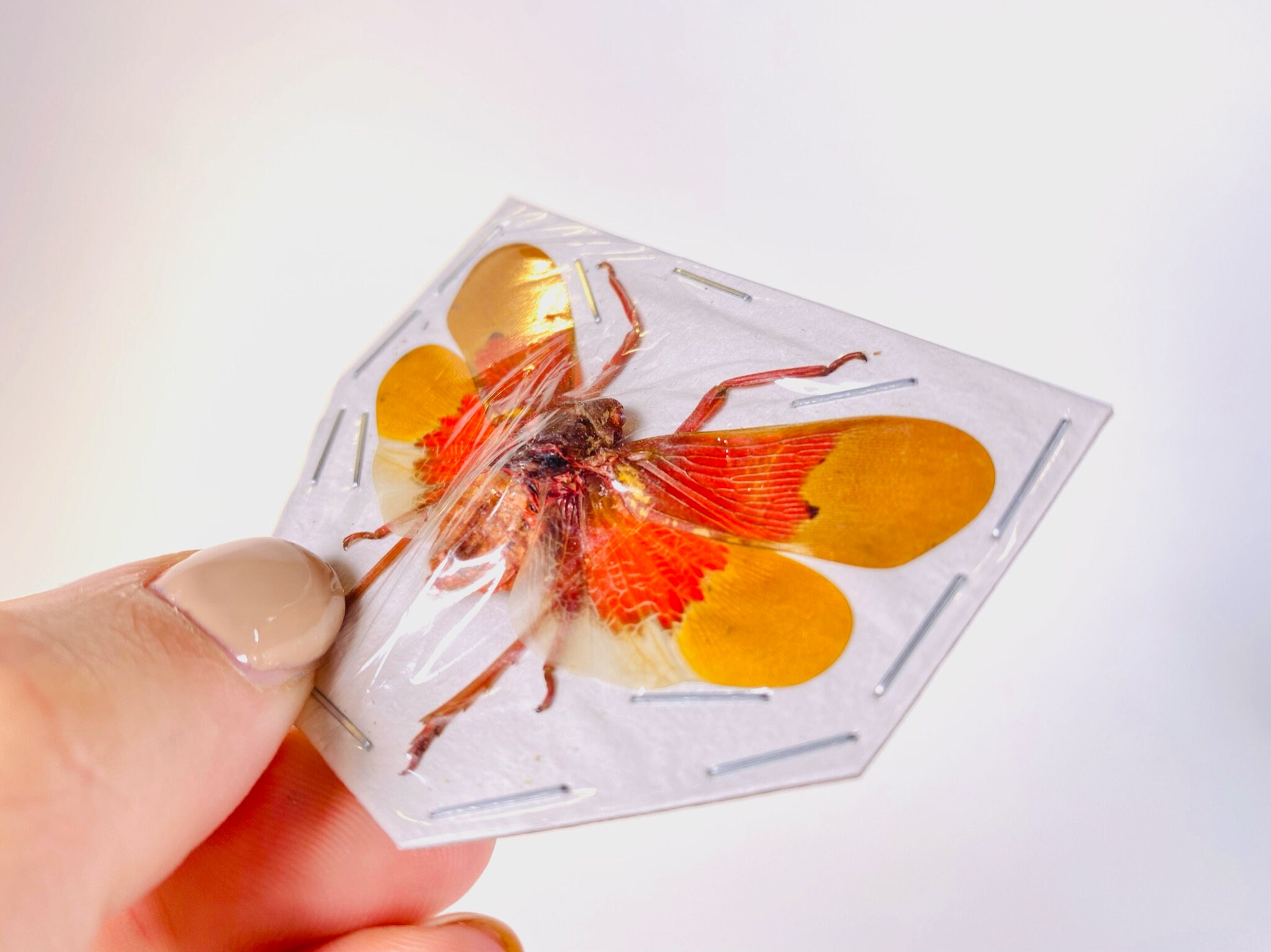 Red Orange Yellow Planthopper Scamandra Sanguiflua Indonesia- ID ...