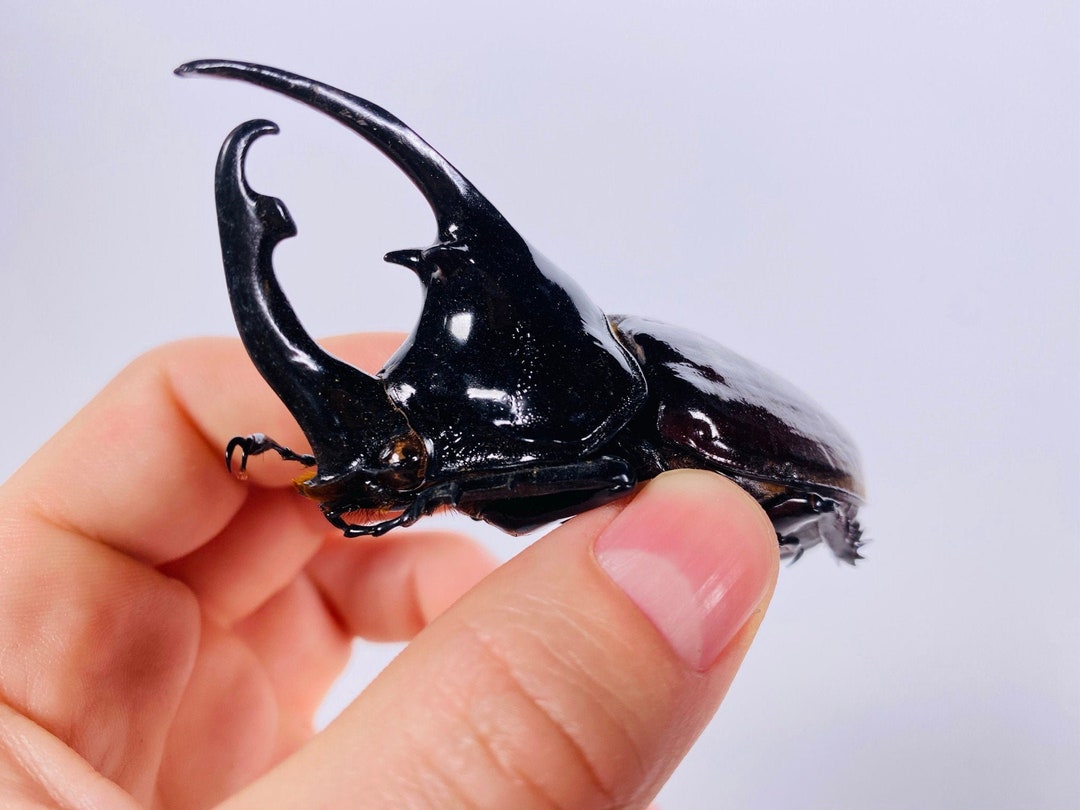 African Rhinoceros Beetle Augosoma Centaurus A- Cameroon - CM, Insect ...