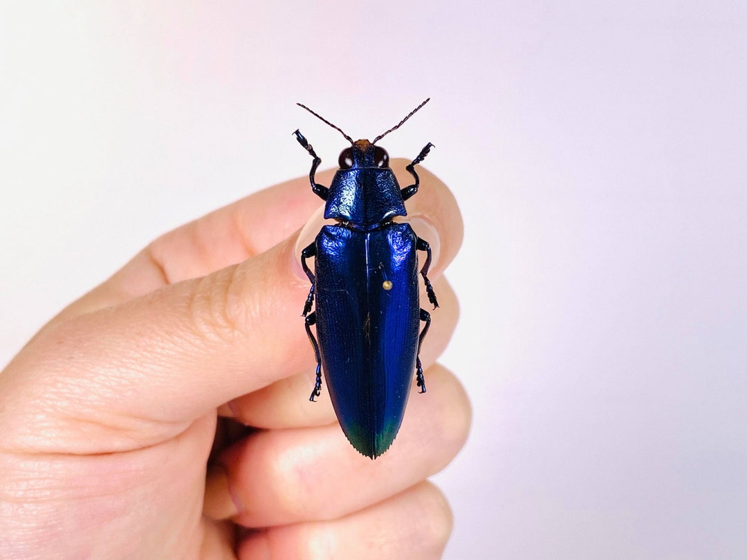 Coléoptère Bleu Métallique Chrysochroa Fulminans Non Monté Pour L’œuvre ...