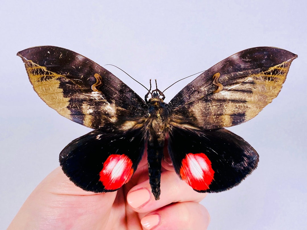 Phyllodes Consobrina Real Dry Moth Butterfly Insect Unmounted for ...