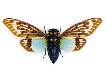 Mounted Insect Insect Gold Taxidermy Cicada Bug Crystals Crystallized ...