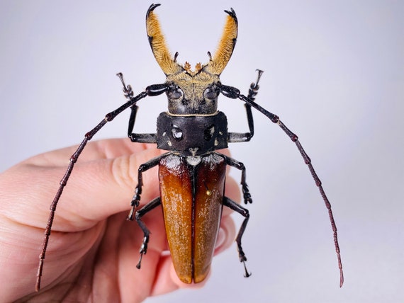 Long Horned Beetle Callipogon Barbatus for Taxidermy Artwork | Etsy
