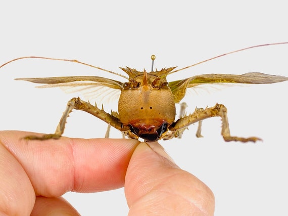 Dragon Headed Katydid Lesina Ensifera Unmounted Insect for - Etsy Canada