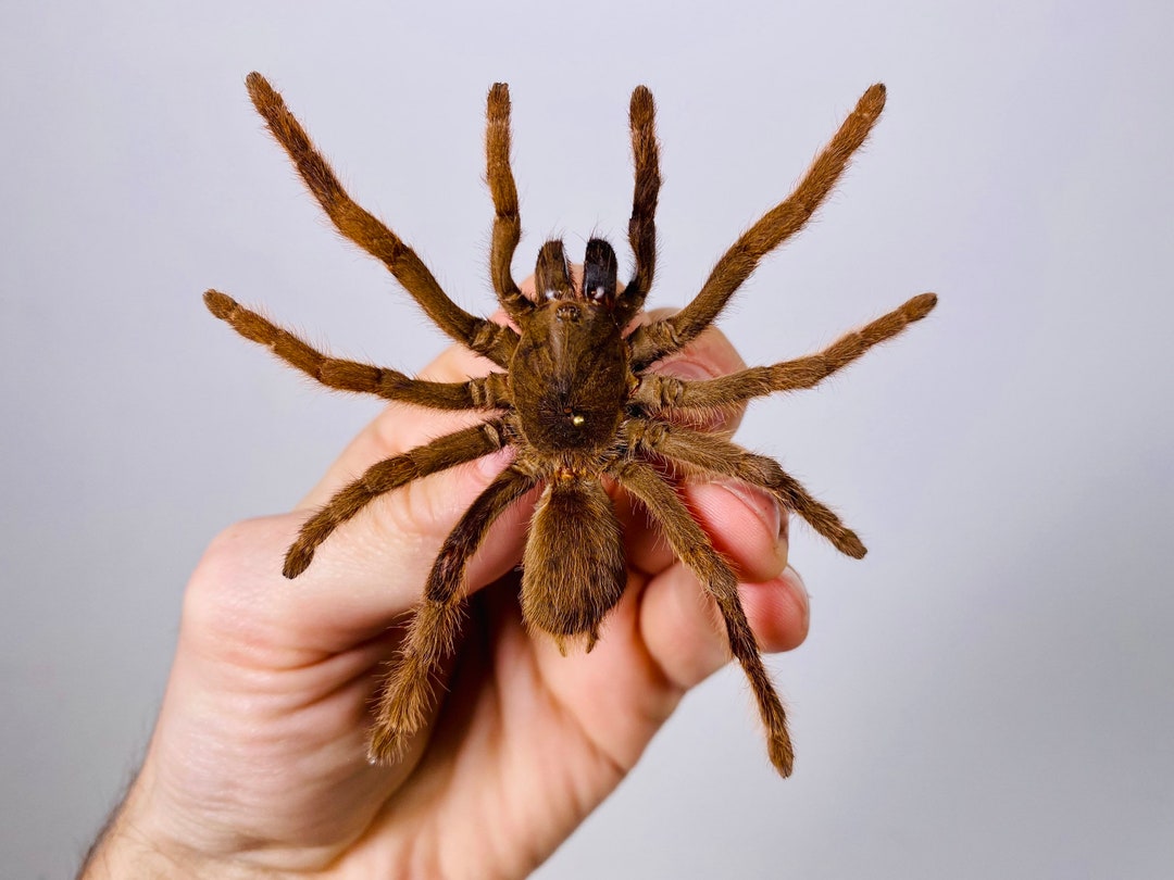 Spider Real Eurypelma Spinicrus Indonesia - ID, Spider for Insect ...