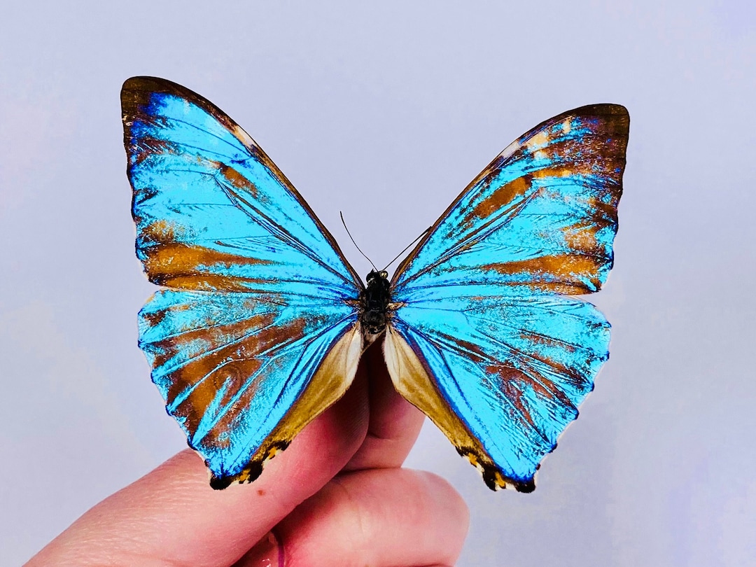 Morpho Zephyritis Peru - PE, Butterfly for Insect Artwork, Butterflies ...