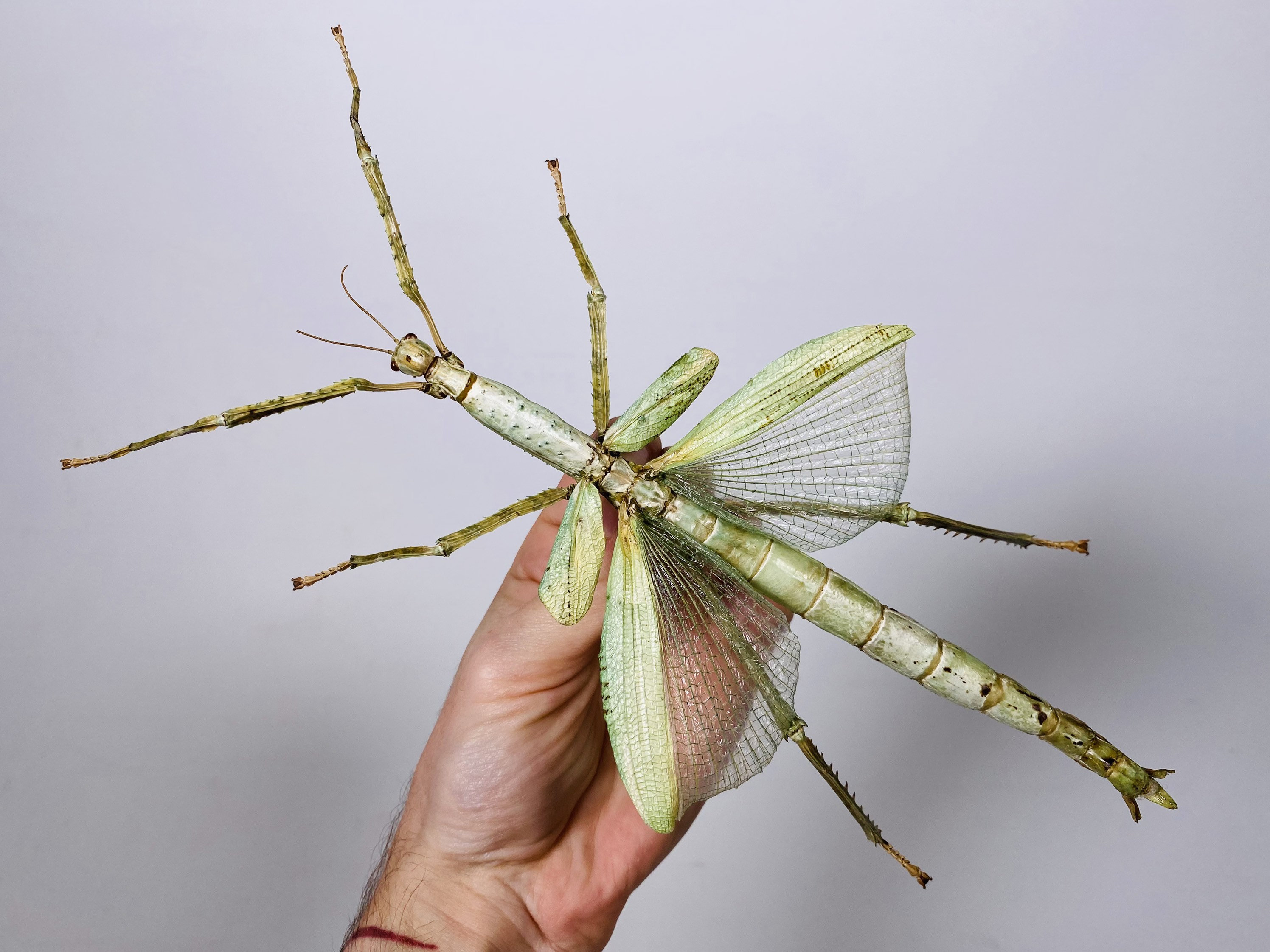 Giant Green Stick Insect for Artwork Eurycnema Versirubra - Etsy Canada