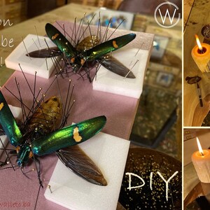 Real Giant Long Horned Beetle Callipogon Armillatus, Unmounted Insect ...