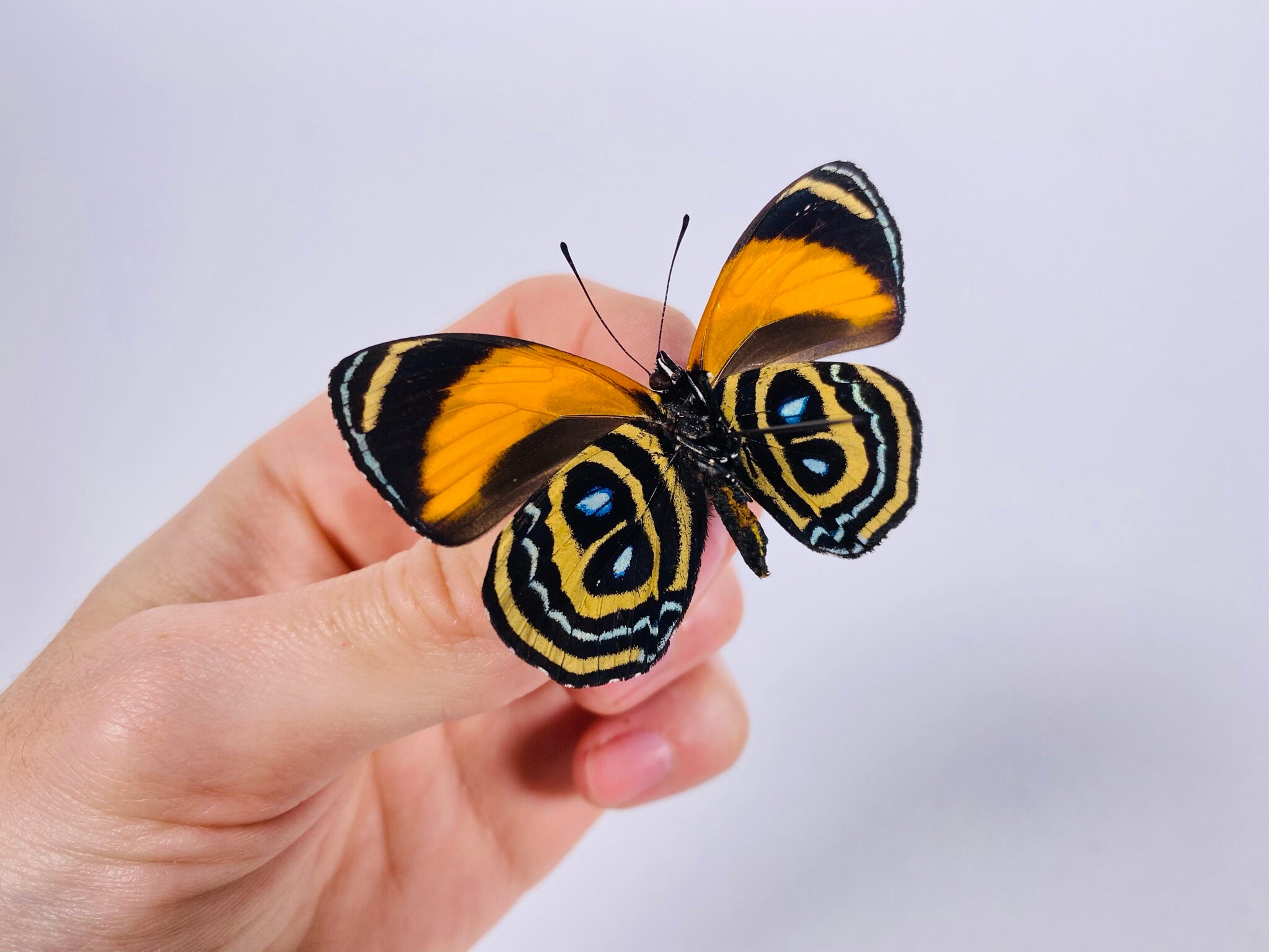 Callicore pastazza for insect artwork butterflies collection | Etsy