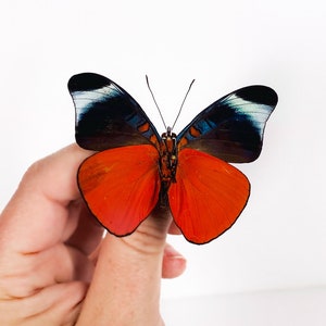 Real Butterfly for Insect Art Project Panacea Prola Peru - PE ...