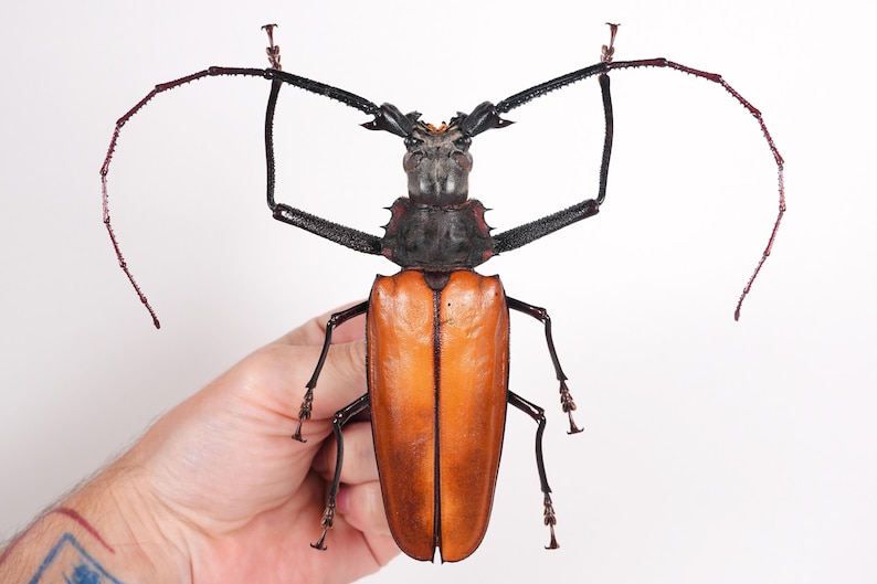 Real Giant Long Horned Beetle Callipogon Armillatus, Unmounted Insect ...