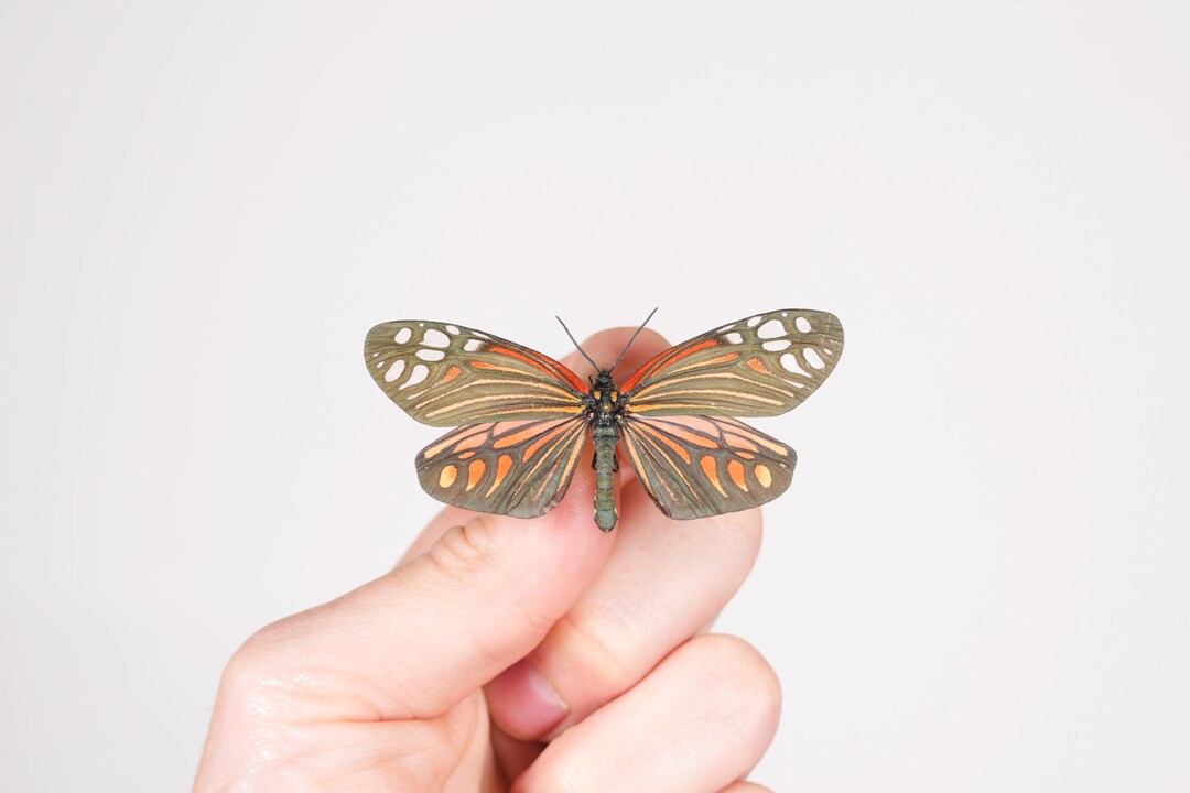 Campylotes Histrionicus Thailand (TH) - the Harlequin Moth, Real ...