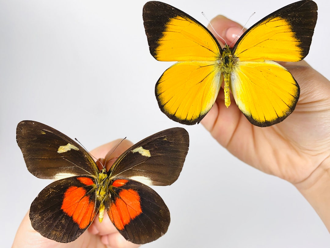Red and Black Delias Aruna Seriata for Insect Artwork, Butterflies ...