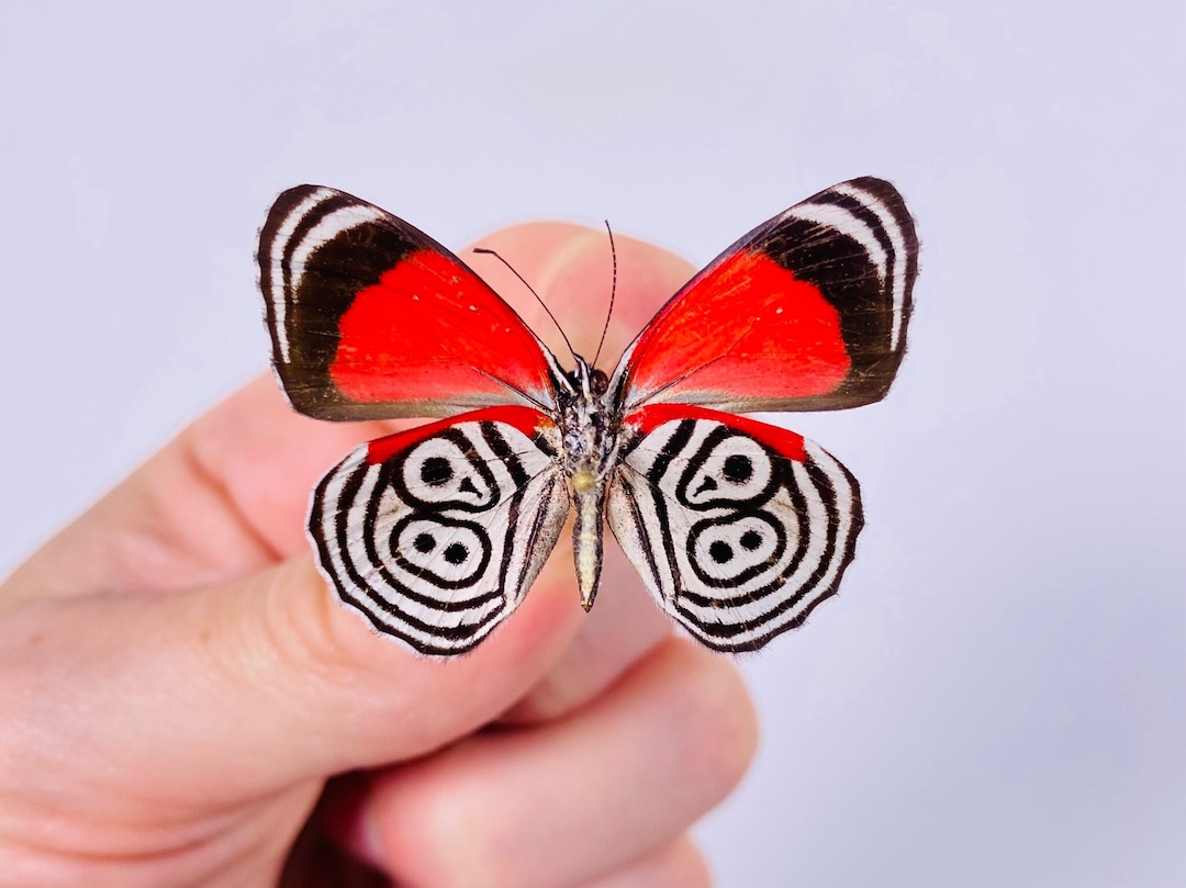 Diaethria Clymena Peru - PE, Butterfly Unmounted for Insect Artwork ...
