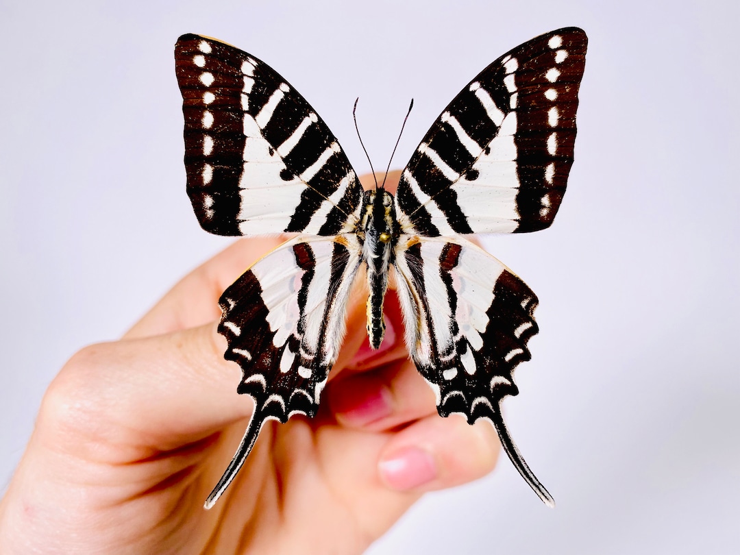 Graphium Aristeus Real Butterfly Unmounted for Artwork Taxidermy Art Project Insect Collection ...