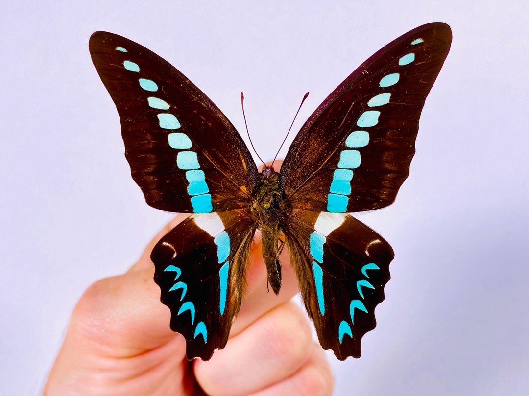 Graphium Milon Butterfly for Insect Artwork, Butterflies Collection or ...