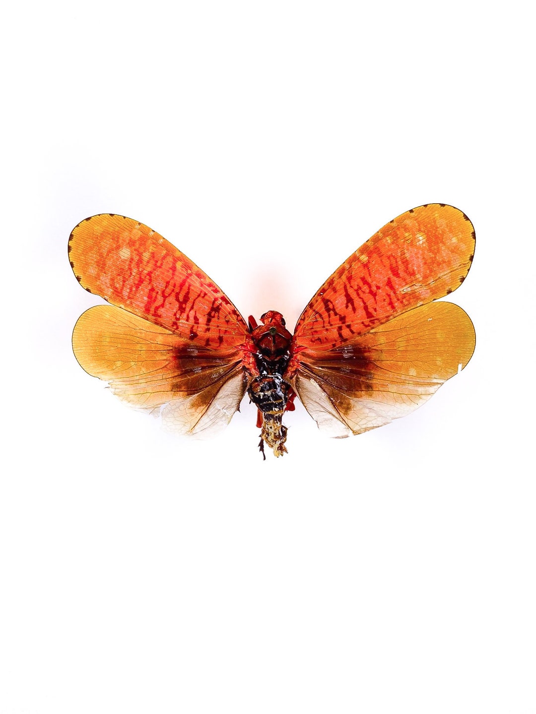 Véritable hémiptère pour oeuvre d'art Aphaena submaculata, insecte non ...