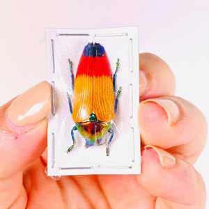 Yellow Red Blue Coppery Jewel Beetle Metaxymorpha Apicalis Indonesia ...