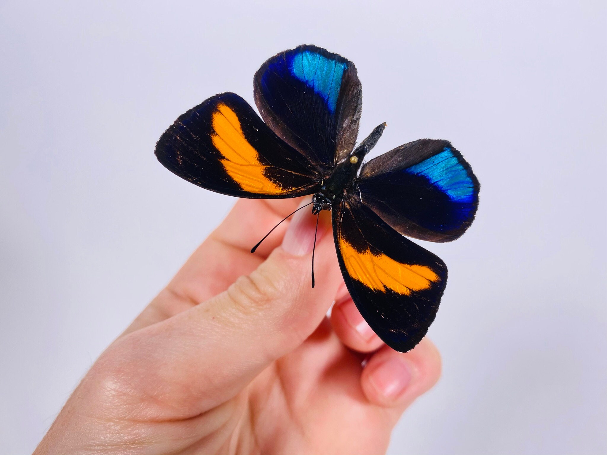 Callicore pastazza for insect artwork butterflies collection | Etsy