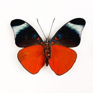 Real Butterfly for Insect Art Project Panacea Prola Peru - PE ...