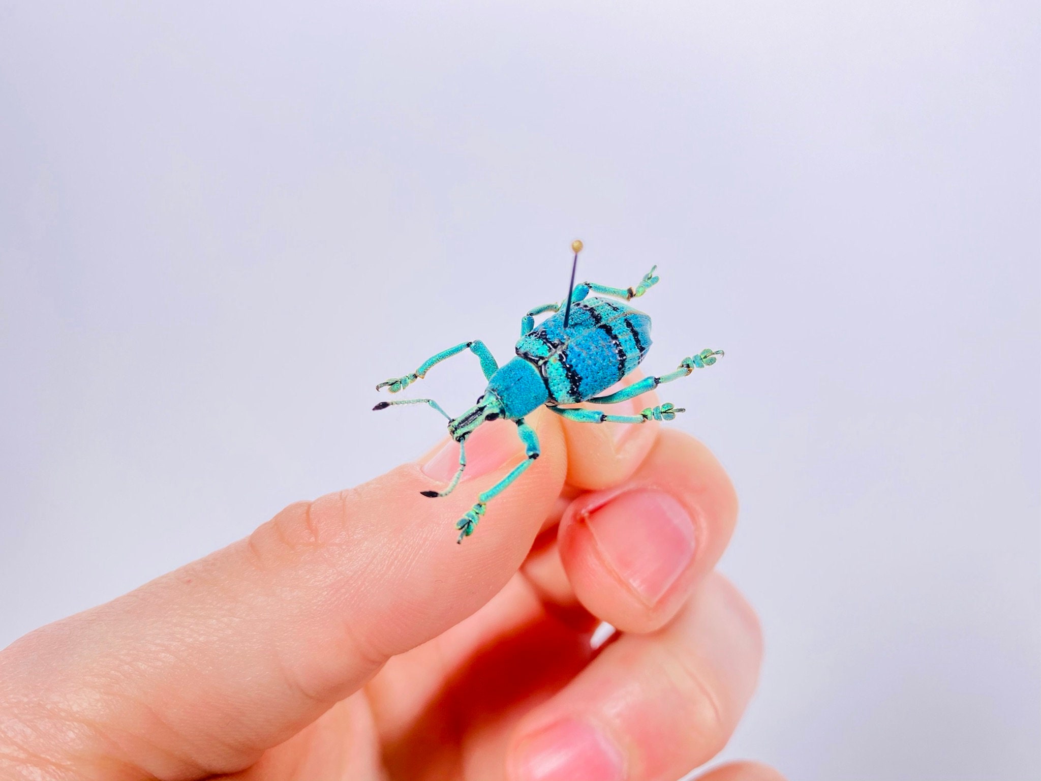 Cyan or marine blue weevil beetle for insect artwork taxidermy | Etsy